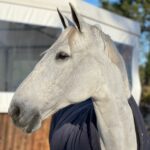 Aveiro: Horseback Riding at a Pedagogical Farm - Authentic Feedback from Participants