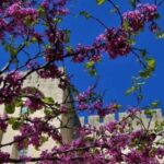 Avignon: Around The Palace Tour - Authentic Value for Travelers