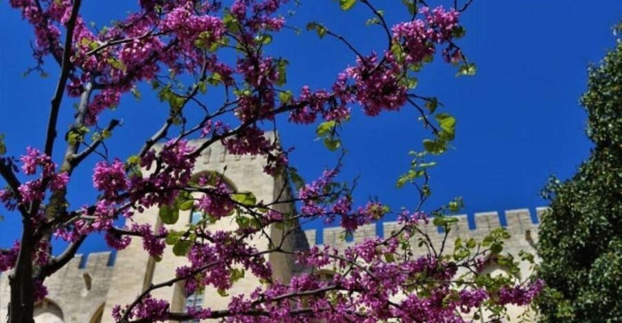 Avignon: Around The Palace Tour - Authentic Value for Travelers