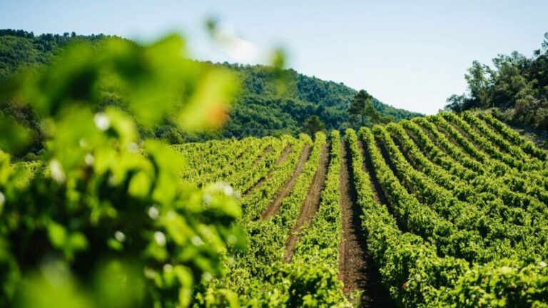 Avignon City of Popes and Wine Tasting Private Full Day Tour - Discovering Avignon and Its Rich Heritage