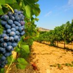 Avignon: Full-Day Wine Tour around Châteauneuf-du-Pape - Comparing the Tour’s Value