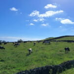 Azores: Half-Day Dairy Farm Tour - What to Expect from the Dairy Farm Tour