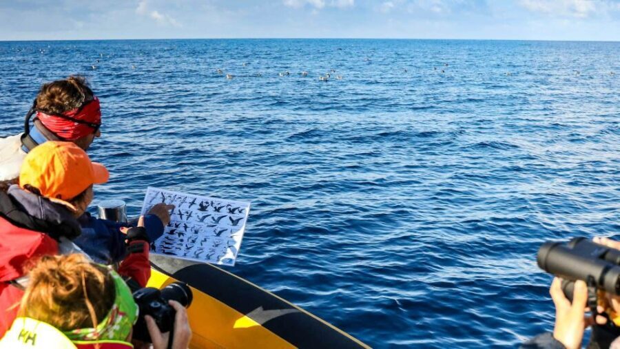 Azores Marine Birdwatching Expedition - The Experience: What You Can Expect on the Azores Marine Birdwatching Expedition