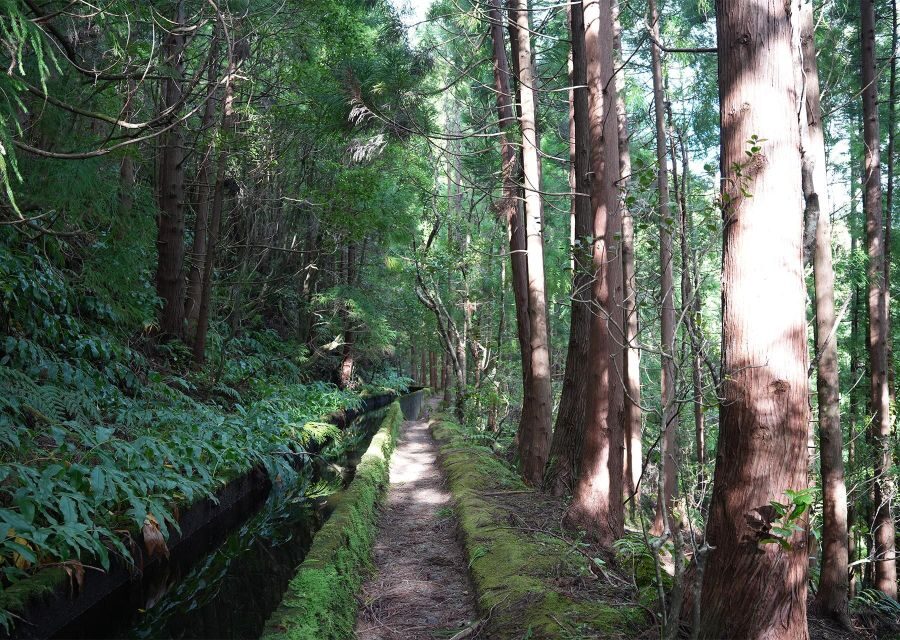 Azores: São Miguel and Lagoa do Fogo Hiking Trip - The Value of the Tour