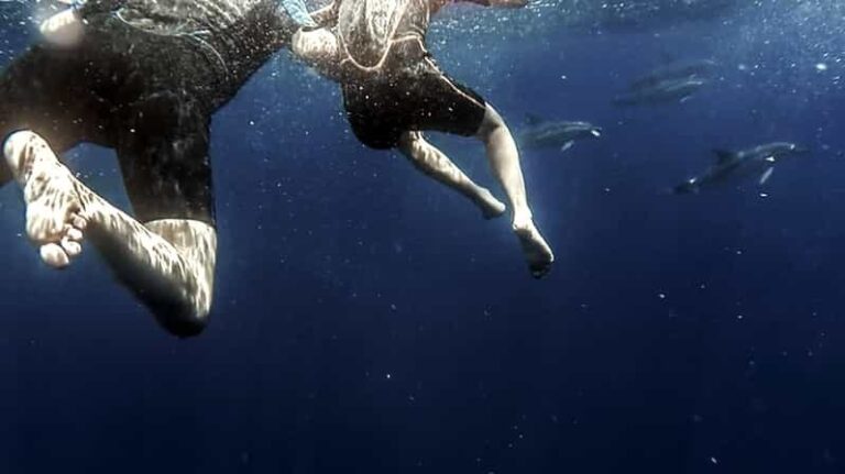 Azores: Swim with Dolphins Atlantic Experience - Why This Tour Is Worth It