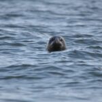 Baabe on Rügen: Seal-Spotting Cruise in the Baltic - Is It Worth It?