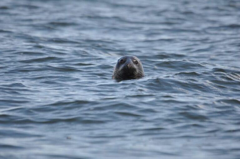 Baabe on Rügen: Seal-Spotting Cruise in the Baltic - Is It Worth It?