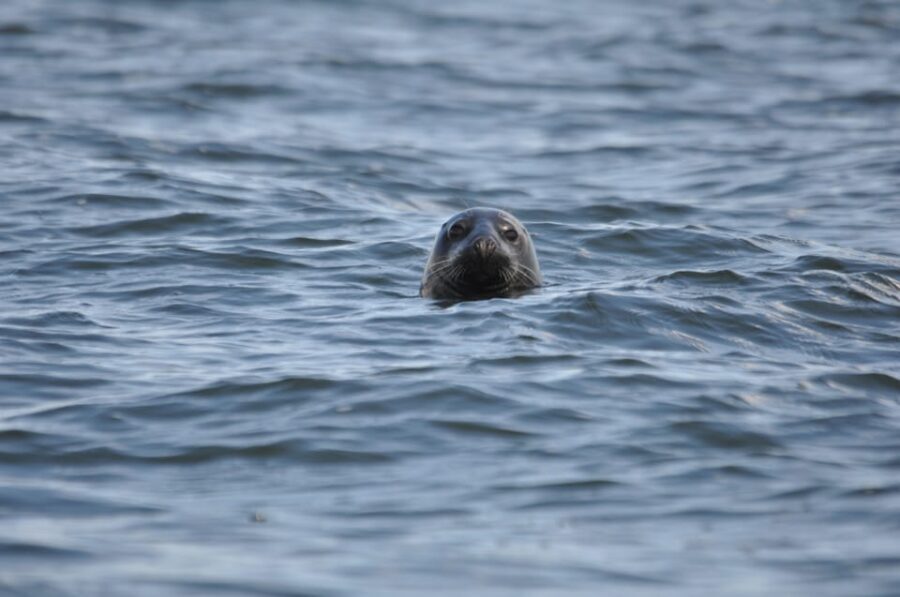 Baabe on Rügen: Seal-Spotting Cruise in the Baltic - Is It Worth It?