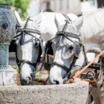 Baden-Baden: Private Walking Tour With A Professional Guide - FAQ