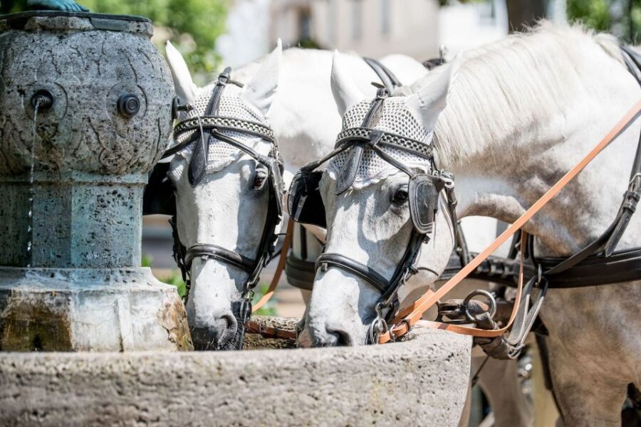 Baden-Baden: Private Walking Tour With A Professional Guide - FAQ
