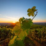 Baden-Baden: Wanderung mit dem Schwarzwald-Guide - Marveling at the Landscapes and Vantage Points