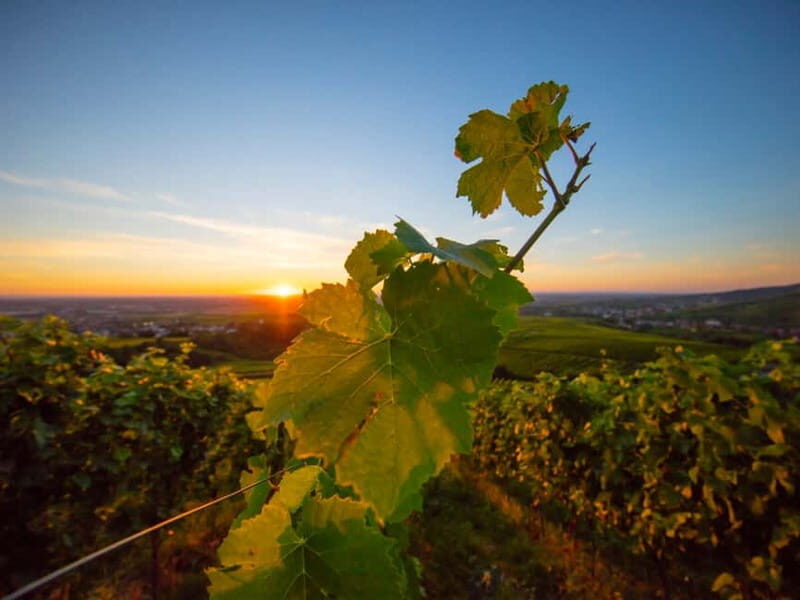 Baden-Baden: Wanderung mit dem Schwarzwald-Guide - Marveling at the Landscapes and Vantage Points