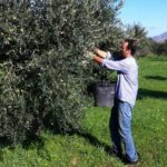 Baglio Florio Adamo: Oil Tasting - Why This Tour Matters for Travelers