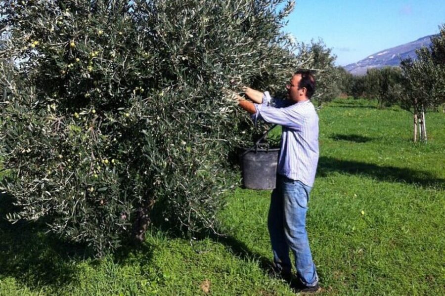Baglio Florio Adamo: Oil Tasting - Why This Tour Matters for Travelers