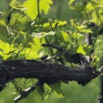Balsamic Vinegar Tasting & Barrel Tour near Parma & Reggio - Detailed Breakdown of the Itinerary