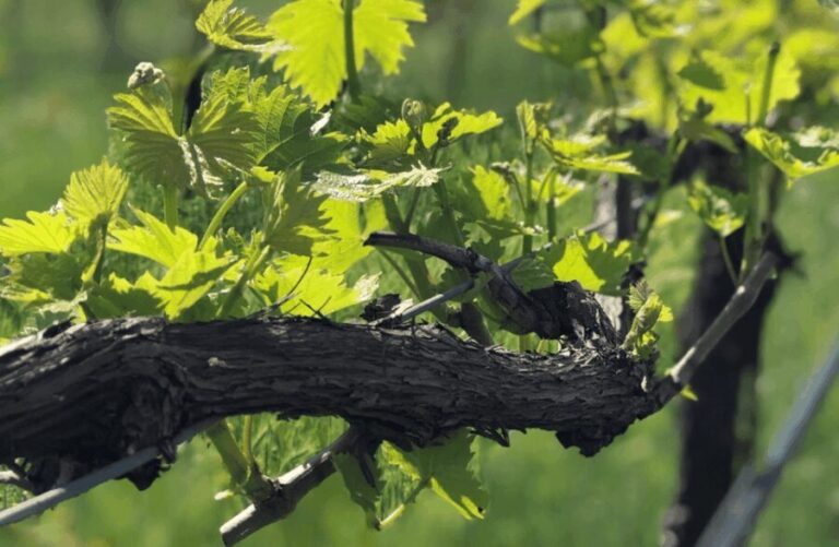 Balsamic Vinegar Tasting & Barrel Tour near Parma & Reggio - Detailed Breakdown of the Itinerary