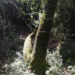 baño de bosque / bany de forêt - What’s Included and What’s Not