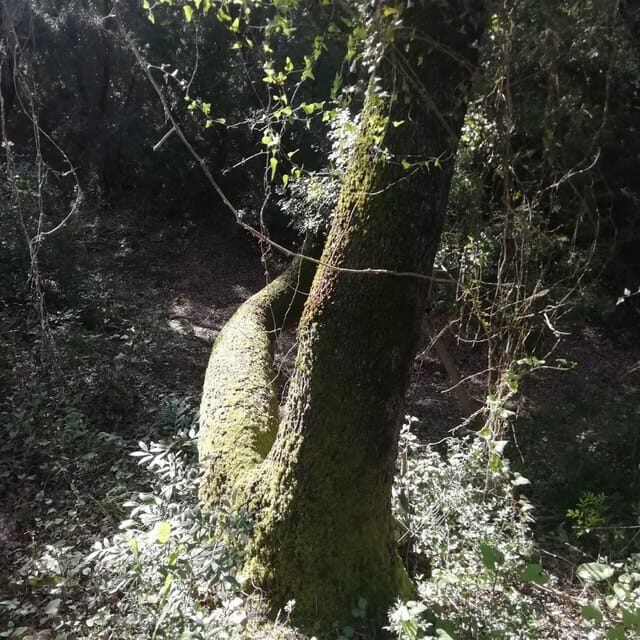 baño de bosque / bany de forêt - What’s Included and What’s Not