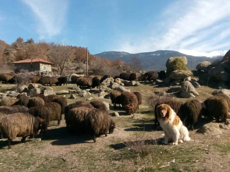 Bansko: Rare Bulgarian Pets Experience - The Itinerary & Farm Visit