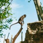 Barcelona: 1-Day Ticket to Barcelona Zoo - Authentic Visitor Experiences from Reviews