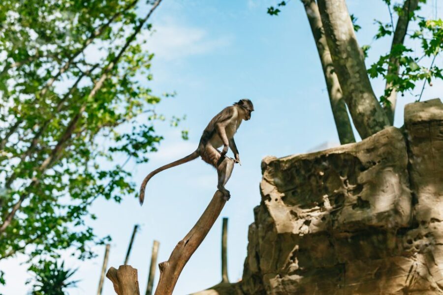 Barcelona: 1-Day Ticket to Barcelona Zoo - Authentic Visitor Experiences from Reviews