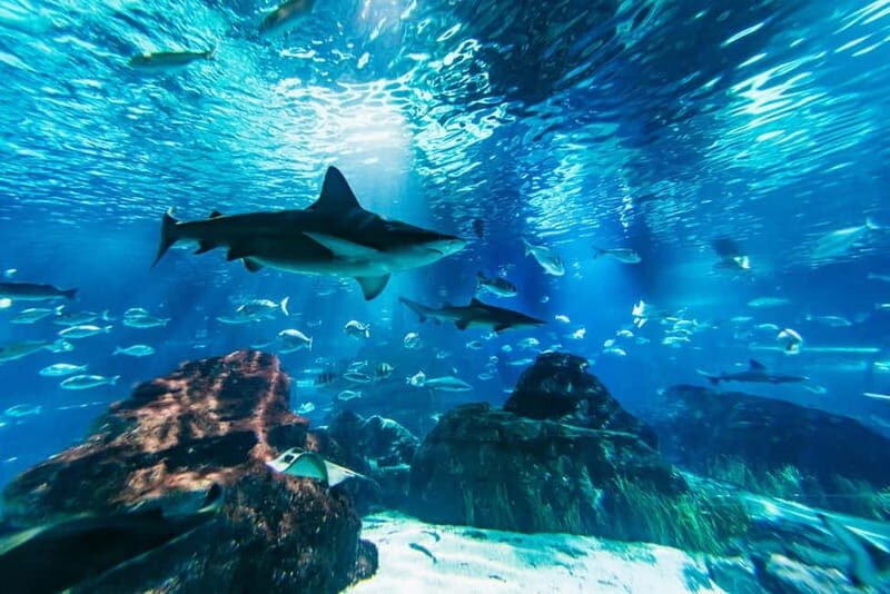 Barcelona Aquarium: Entry Ticket - Practical Tips for Visiting