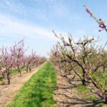 Barcelona: Cherry Blossoms in Aitona & Lunch Tour - A Comprehensive Look at the Tour