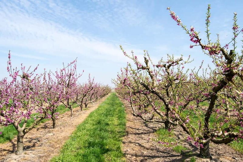 Barcelona: Cherry Blossoms in Aitona & Lunch Tour - A Comprehensive Look at the Tour