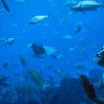 Barcelona City Tour Hop-On Hop-Off and Aquarium - What to Expect from the Experience