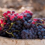 Barcelona: Priorat Wine Tour & Tastings and Lunch - Value & Practicality