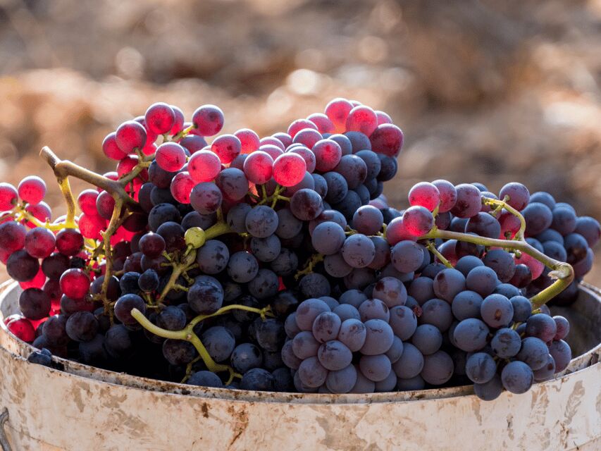 Barcelona: Priorat Wine Tour & Tastings and Lunch - Value & Practicality