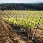 Barcelona: Tour Luxury for Priorat, Wine tasting & Lunch - Practical Details and What to Expect