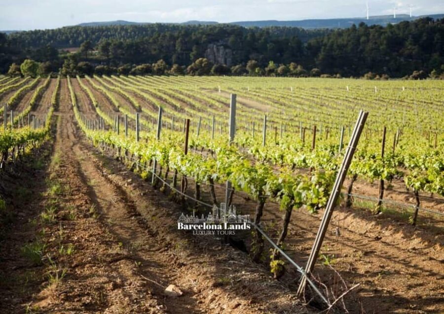 Barcelona: Tour Luxury for Priorat, Wine tasting & Lunch - Practical Details and What to Expect