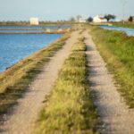 Barcelona: Tuna Baths in the Ebro Delta Route and Olive Tree Tour - Snorkeling with Bluefin Tuna: The Heart of the Experience