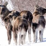 Bardufoss: Wild Moose Safari with Lunch - The Value of This Safari
