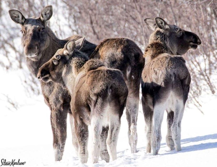 Bardufoss: Wild Moose Safari with Lunch - The Value of This Safari