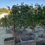 Barolo Langhe Wine Tour - What We Love About the Tour