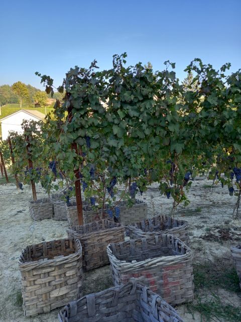 Barolo Langhe Wine Tour - What We Love About the Tour