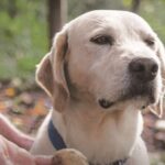 Barolo: Truffle Hunting and Wine Tasting - Who Will Love This Tour?