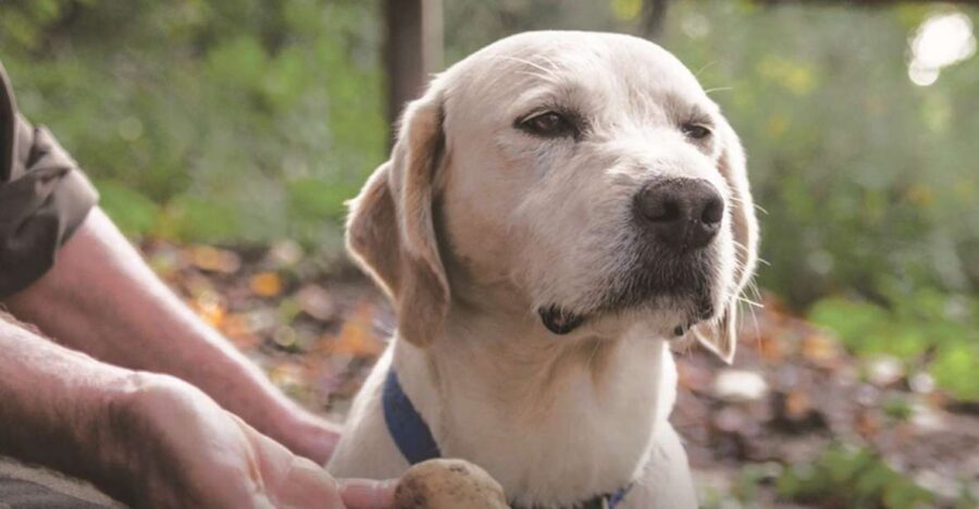 Barolo: Truffle Hunting and Wine Tasting - Who Will Love This Tour?