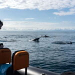 Basque Country : Whale and Dolphin Watching Boat Tours - Who Will Appreciate This Tour?