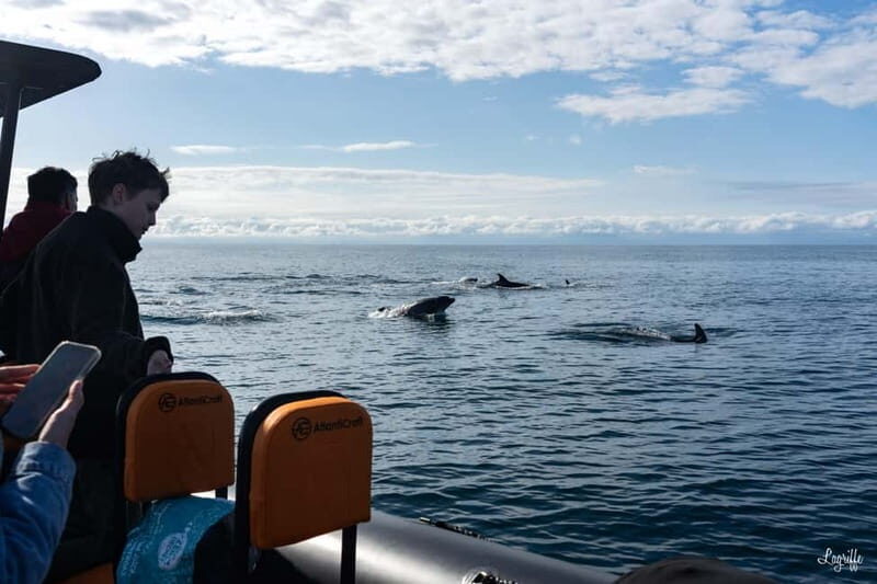 Basque Country : Whale and Dolphin Watching Boat Tours - Who Will Appreciate This Tour?
