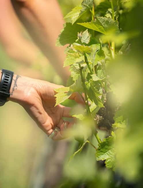 Bath: Vineyard Tour, Wine Tasting, and Music Pairing - A Practical, Balanced Look at the Tour