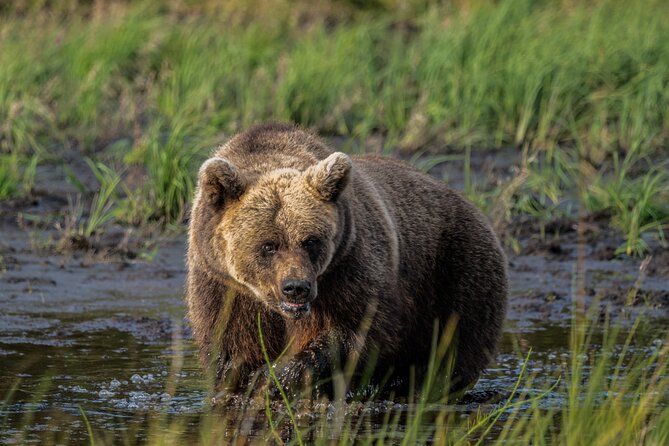 Bear and Arctic Animals 2 Day Trip from Rovaniemi - Experience the Wild Side of Lapland: Bear and Arctic Animals 2-Day Trip from Rovaniemi