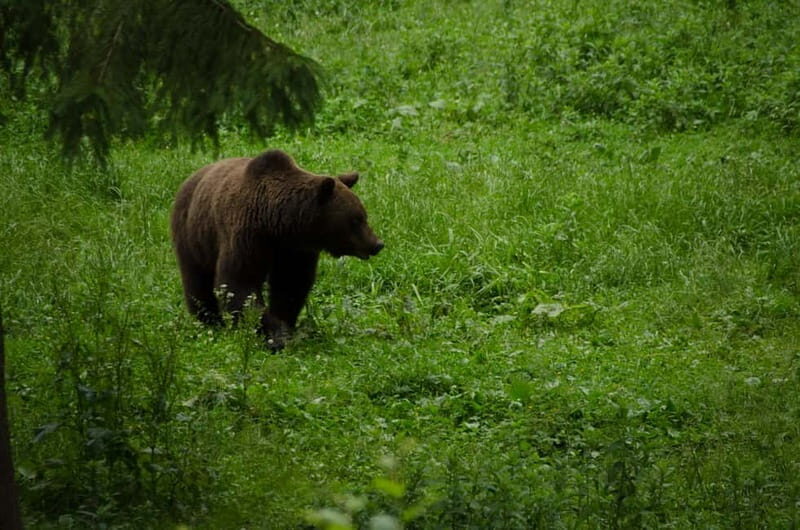 Bear watching experience in the wild - An In-Depth Look at the Bear Watching Experience