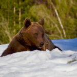 Bear watching in the Land of Volcanoes - The Value of This Experience