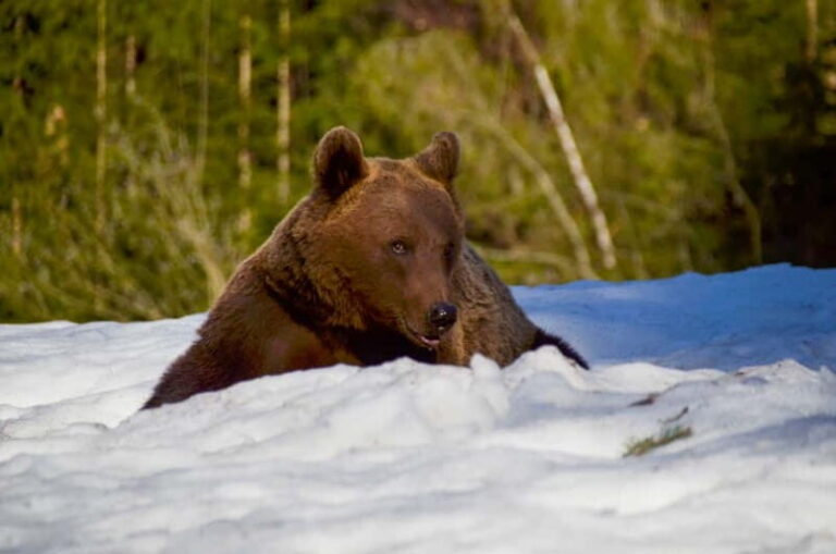 Bear watching in the Land of Volcanoes - The Value of This Experience