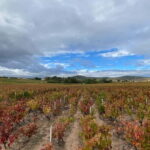 Beaujolais: Tours, wine tastings, and bistronomic restaurant - The Highlight: A Quality Lunch in a Bistronomic Setting