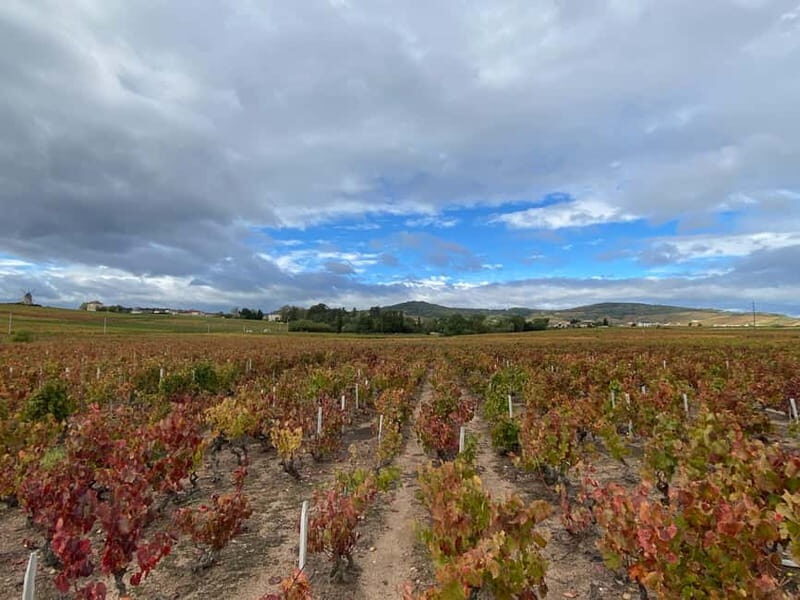 Beaujolais: Tours, wine tastings, and bistronomic restaurant - The Highlight: A Quality Lunch in a Bistronomic Setting