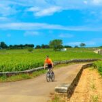 Beaune: Winery Tour by Bike with Wine Tasting - What the Reviews Tell Us